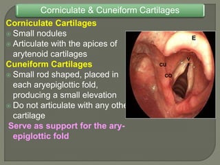 Ct of the larynx | PPTX