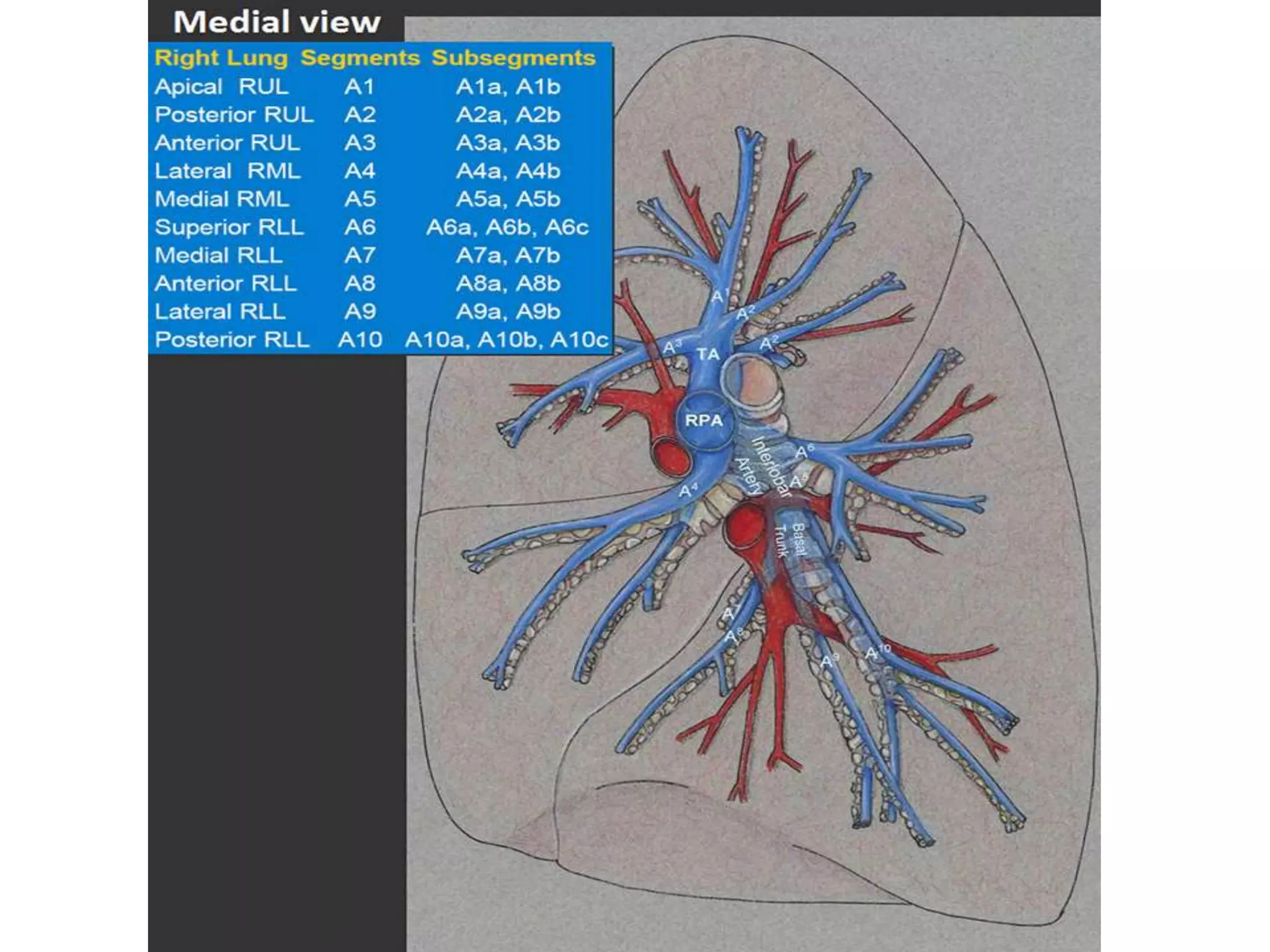 CT Pulmonary Angiography | PPTX