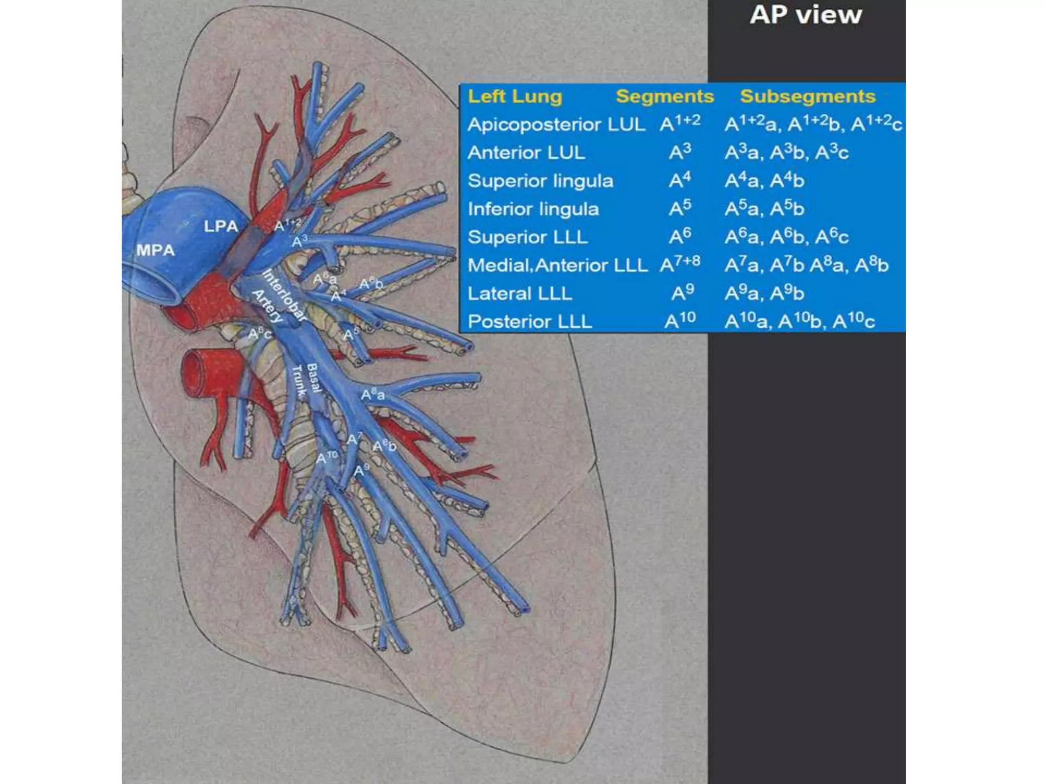 CT Pulmonary Angiography | PPTX