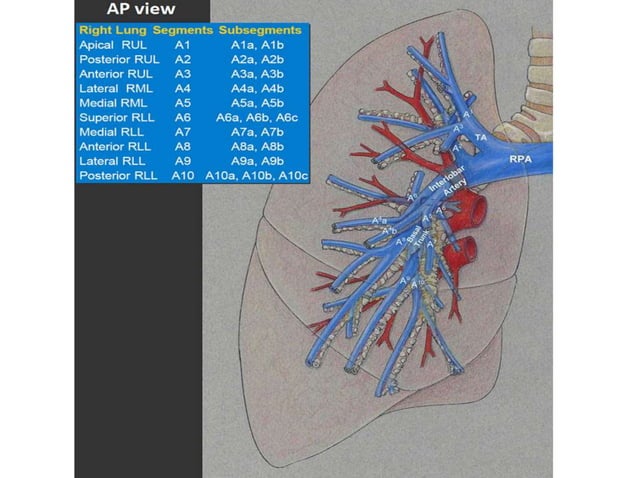 CT Pulmonary Angiography | PPTX