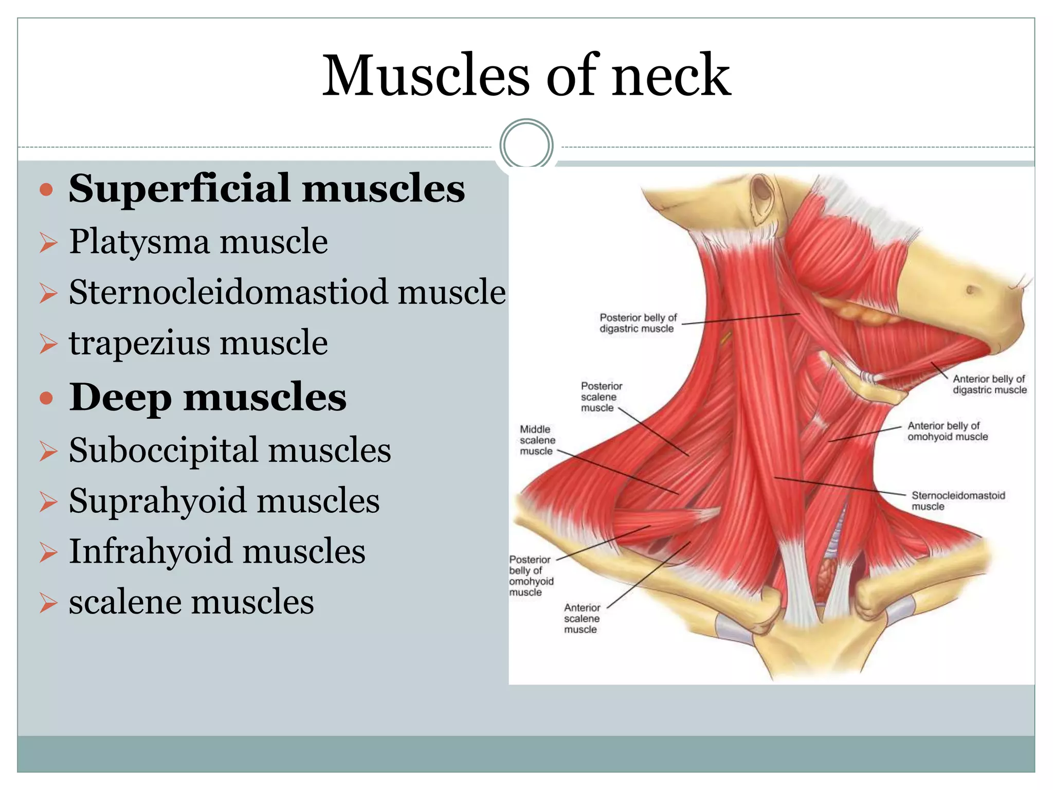 CT procedure of neck | PPTX