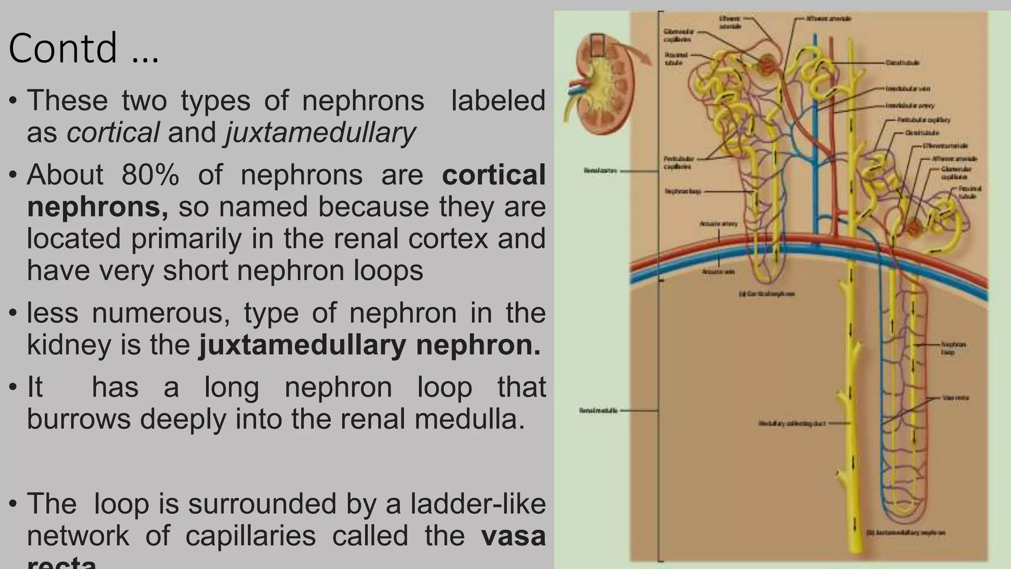 Ct protocol for ivu | PPTX