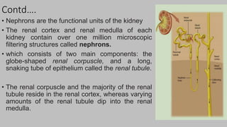 Ct protocol for ivu | PPTX