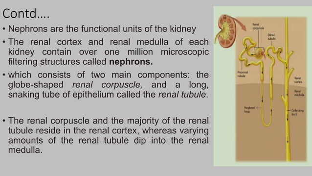 Ct protocol for ivu | PPTX
