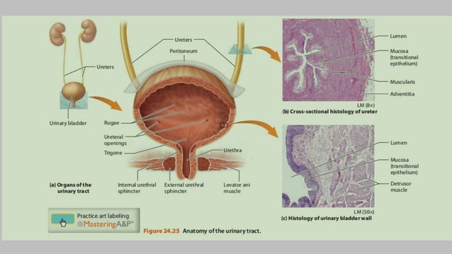 Ct protocol for ivu | PPTX
