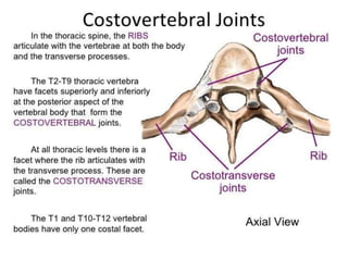 CT scan of Rib pathologies | PPTX