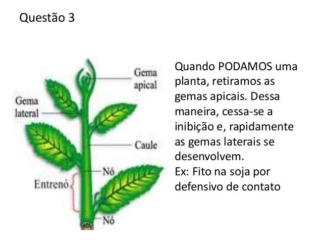 Ctrl aula 2 gabarito avaliação de nivelamento e revisão de anatomi…