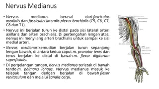 Carpal Tunnel Syndrome adalah gangguan saraf yang memengaruhi jari dan ...