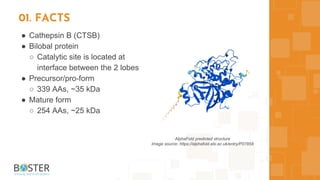 Learn CTSB in 3 minutes | Cathepsin B | PPTX