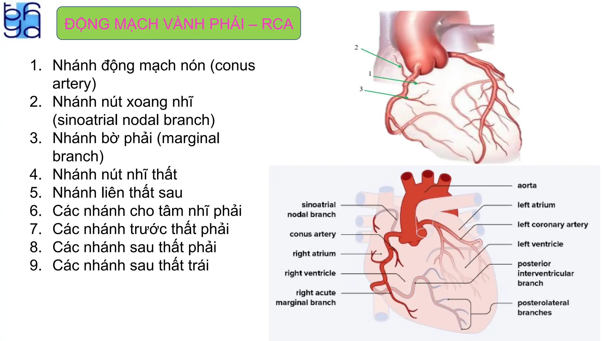 CHUP CAT LOP VI TINH DONG MACH VANH.pptx