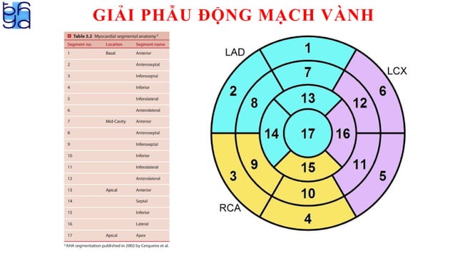 CHUP CAT LOP VI TINH DONG MACH VANH.pptx