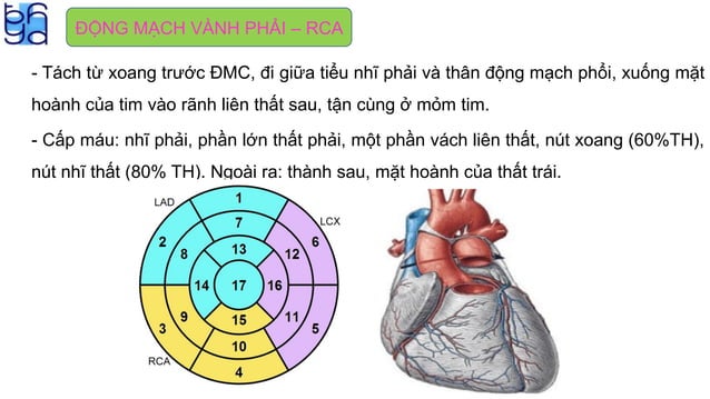 CHUP CAT LOP VI TINH DONG MACH VANH.pptx