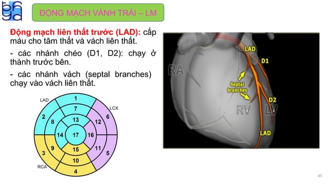 CHUP CAT LOP VI TINH DONG MACH VANH.pptx
