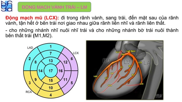 CHUP CAT LOP VI TINH DONG MACH VANH.pptx