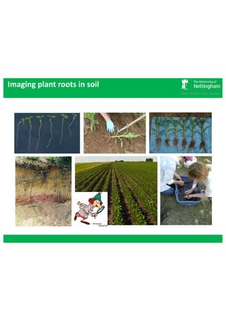 CT Scanning applications in Food and Agriculture | PDF