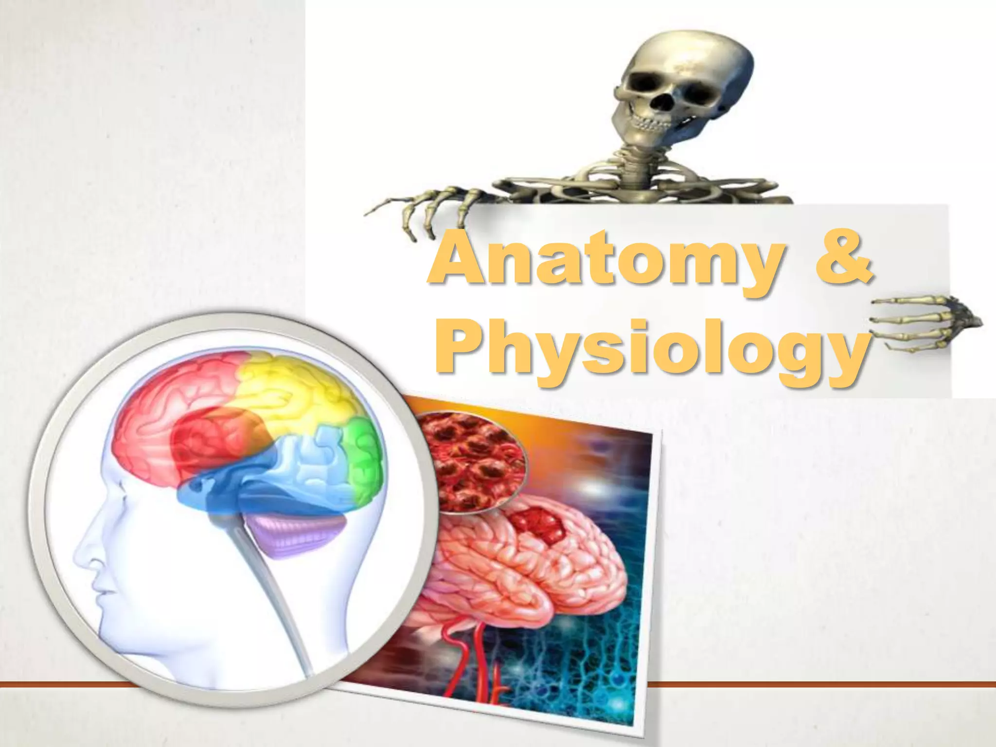 BRAIN CT SCAN | PPTX