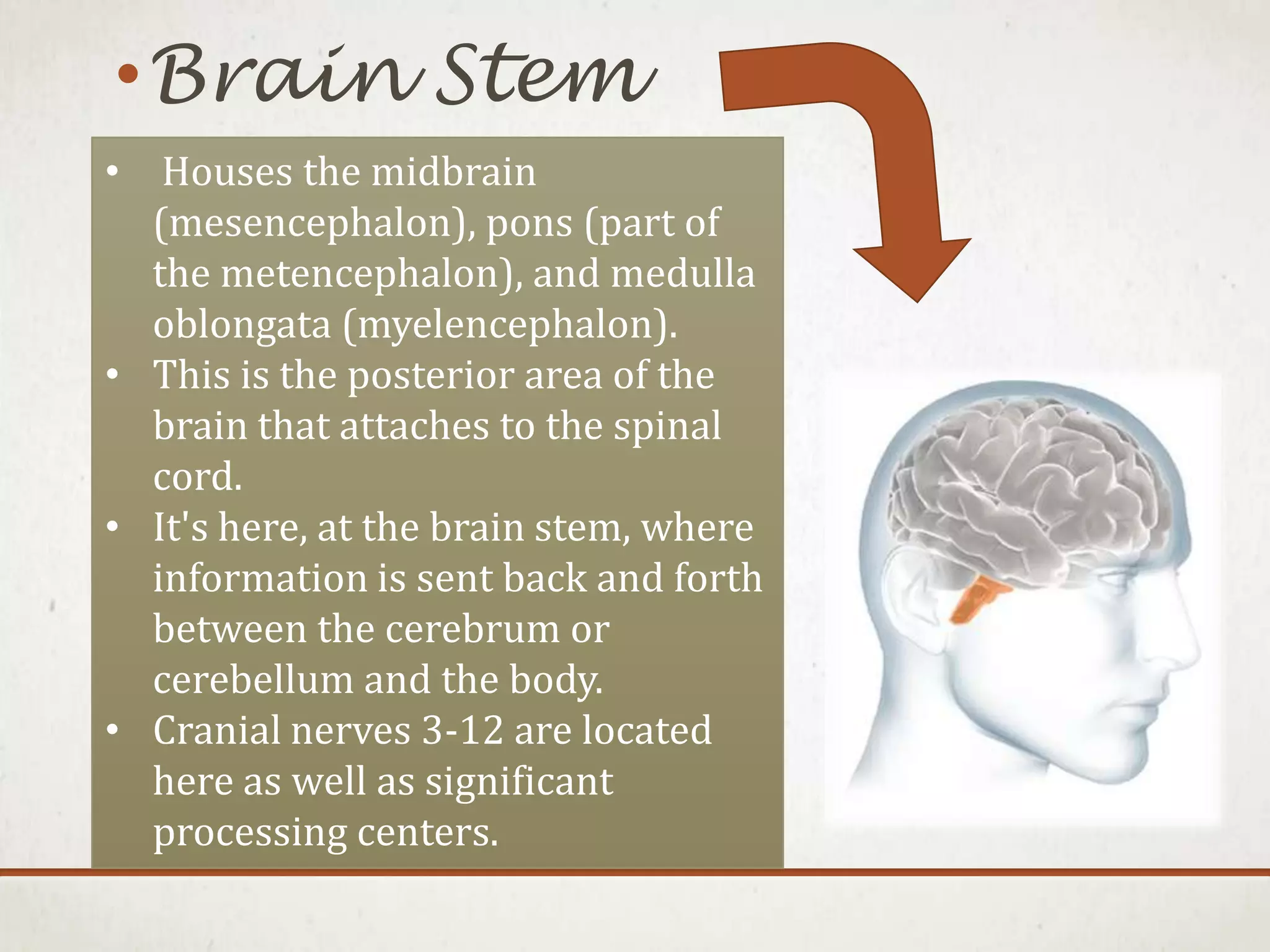 BRAIN CT SCAN | PPTX