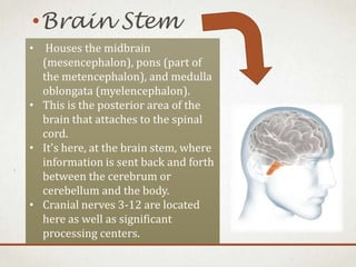 BRAIN CT SCAN | PPTX