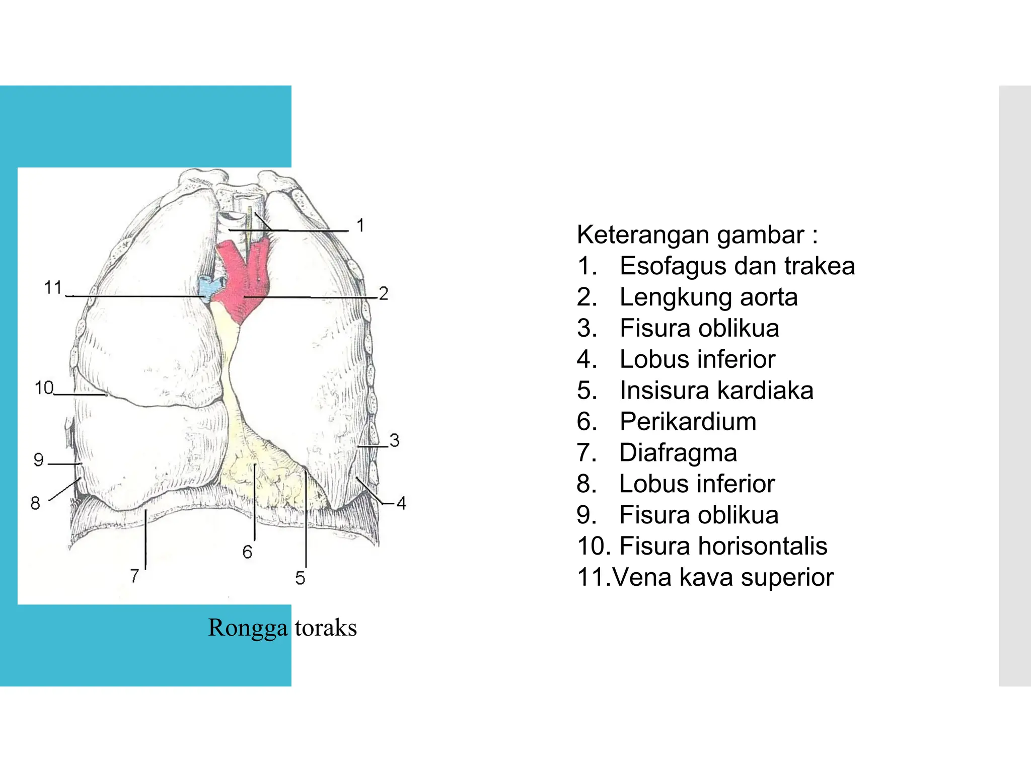 CT SCAN THORAX.pdf