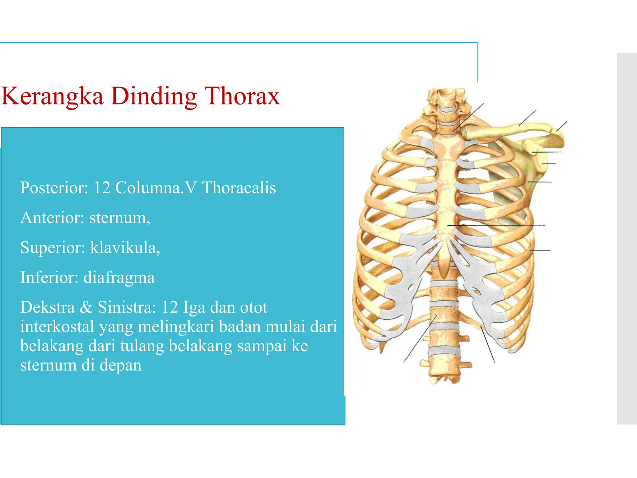 CT SCAN THORAX.pdf