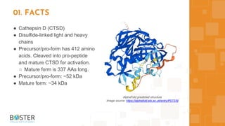 Learn CTSD in 3 minutes | Cathepsin D | PPT