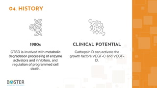 Learn CTSD in 3 minutes | Cathepsin D | PPT