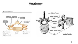 radiological anatomy of the spine S3 applied medical science | PPT