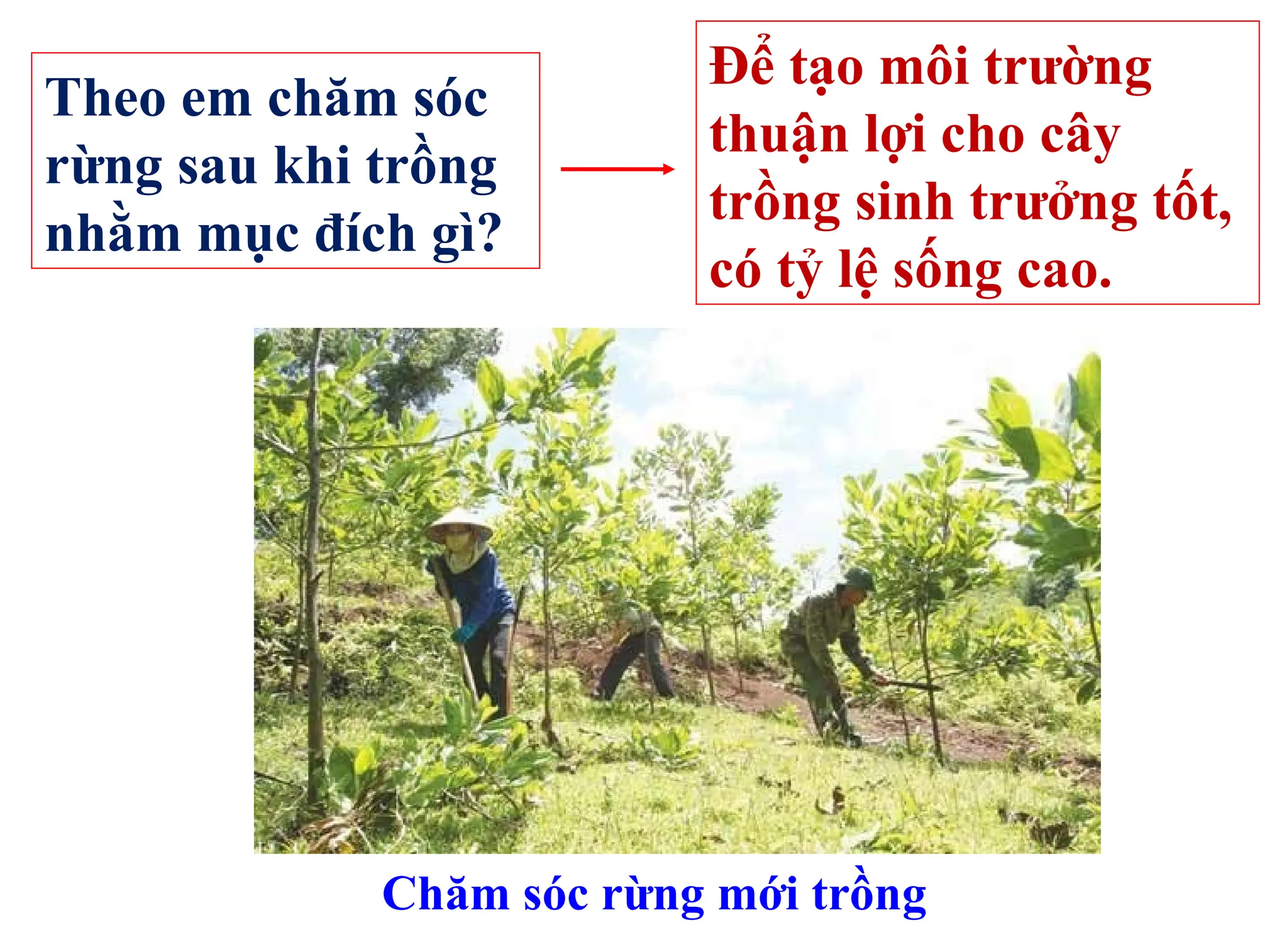 CTST Bai 7 Trong cham soc va bao ve rung.ppt