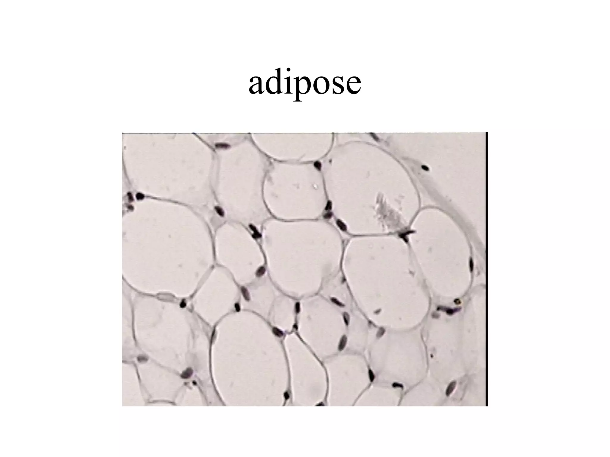 Connective tissue identification | PPT