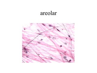 Connective tissue identification | PPT