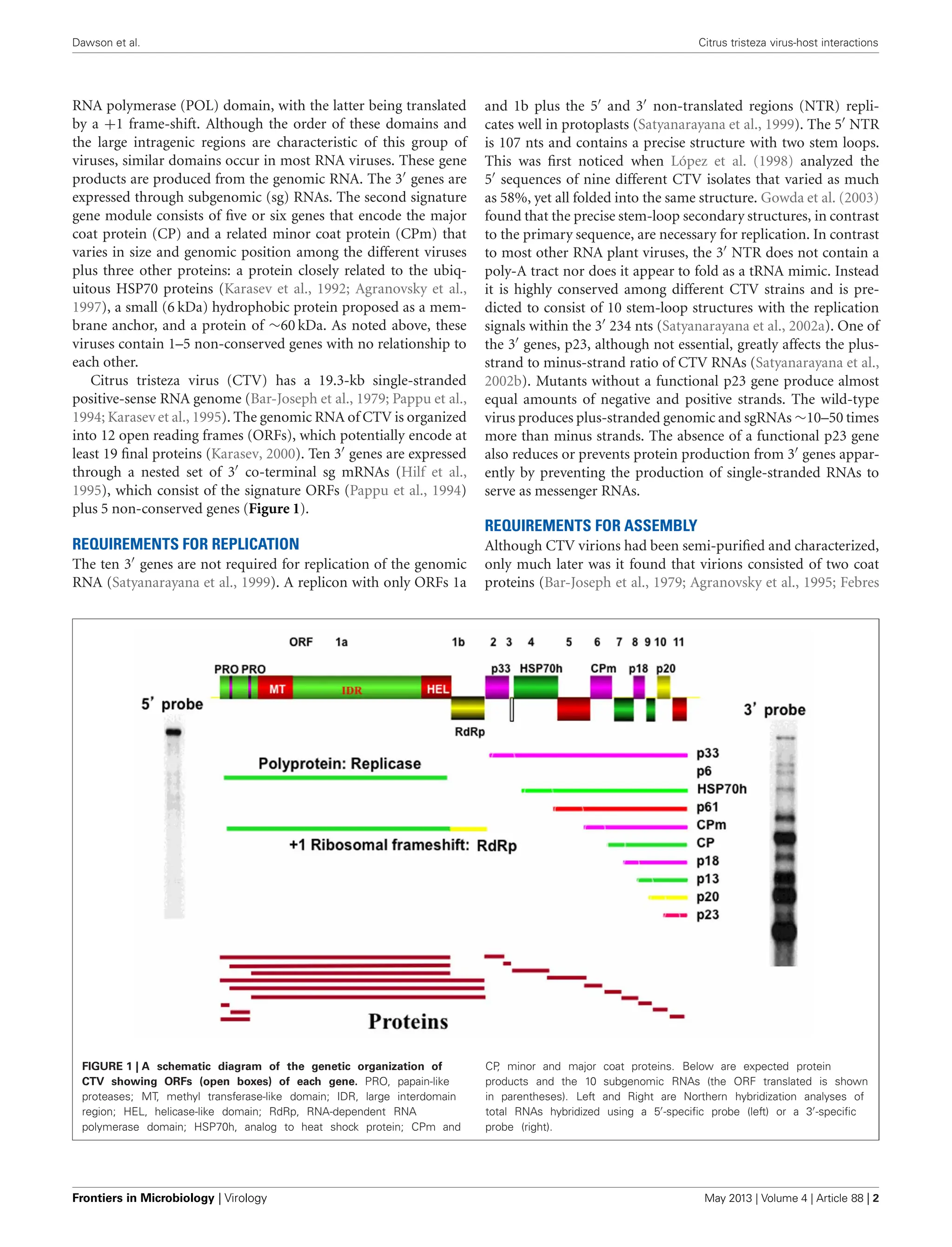 Citrus tristeza virus infection mechnaism.pdf