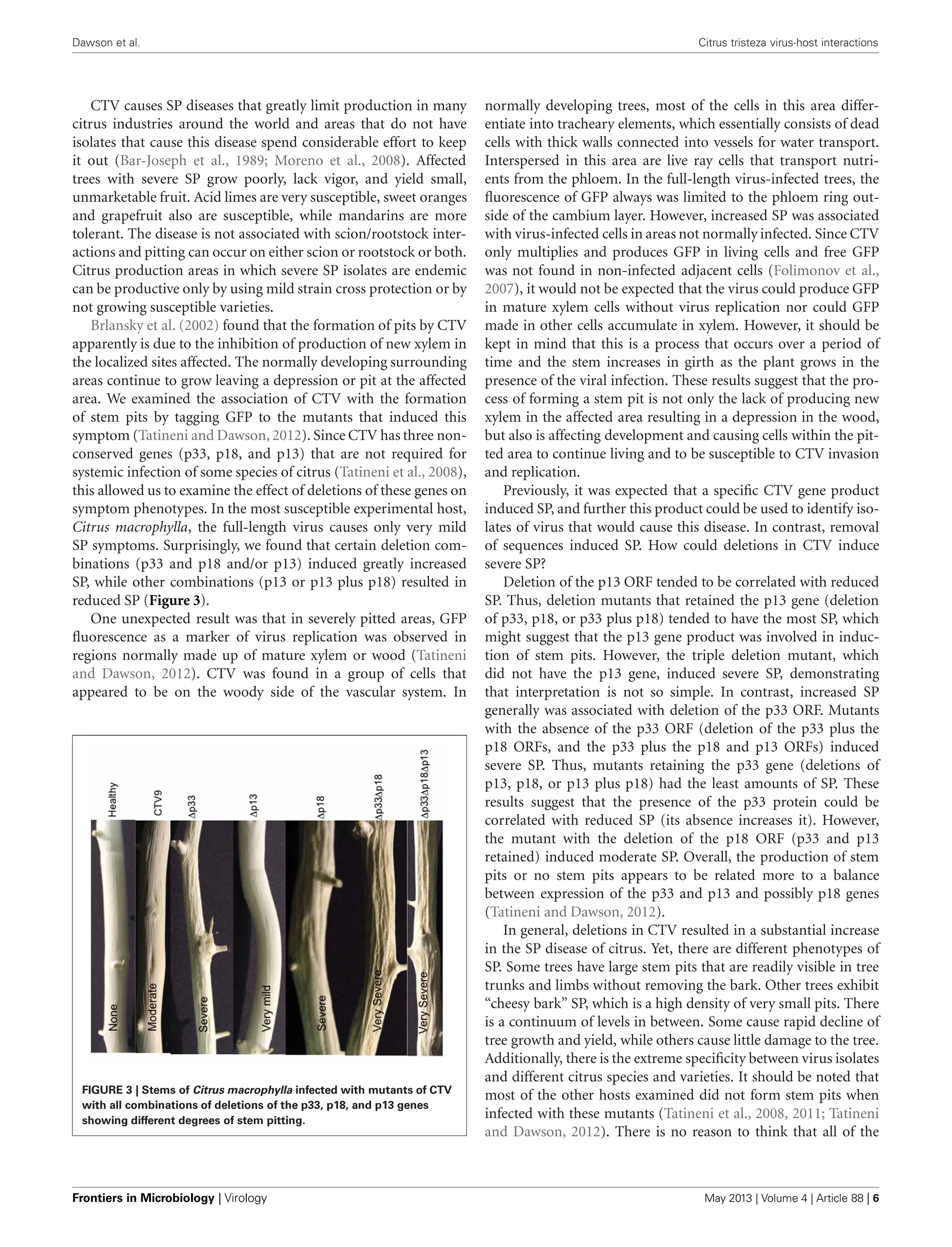 Citrus tristeza virus infection mechnaism.pdf