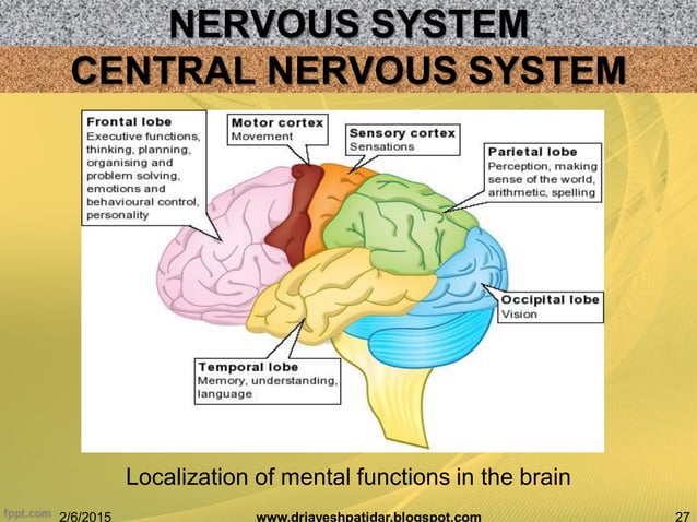 Biological basis of human behavior | PPT