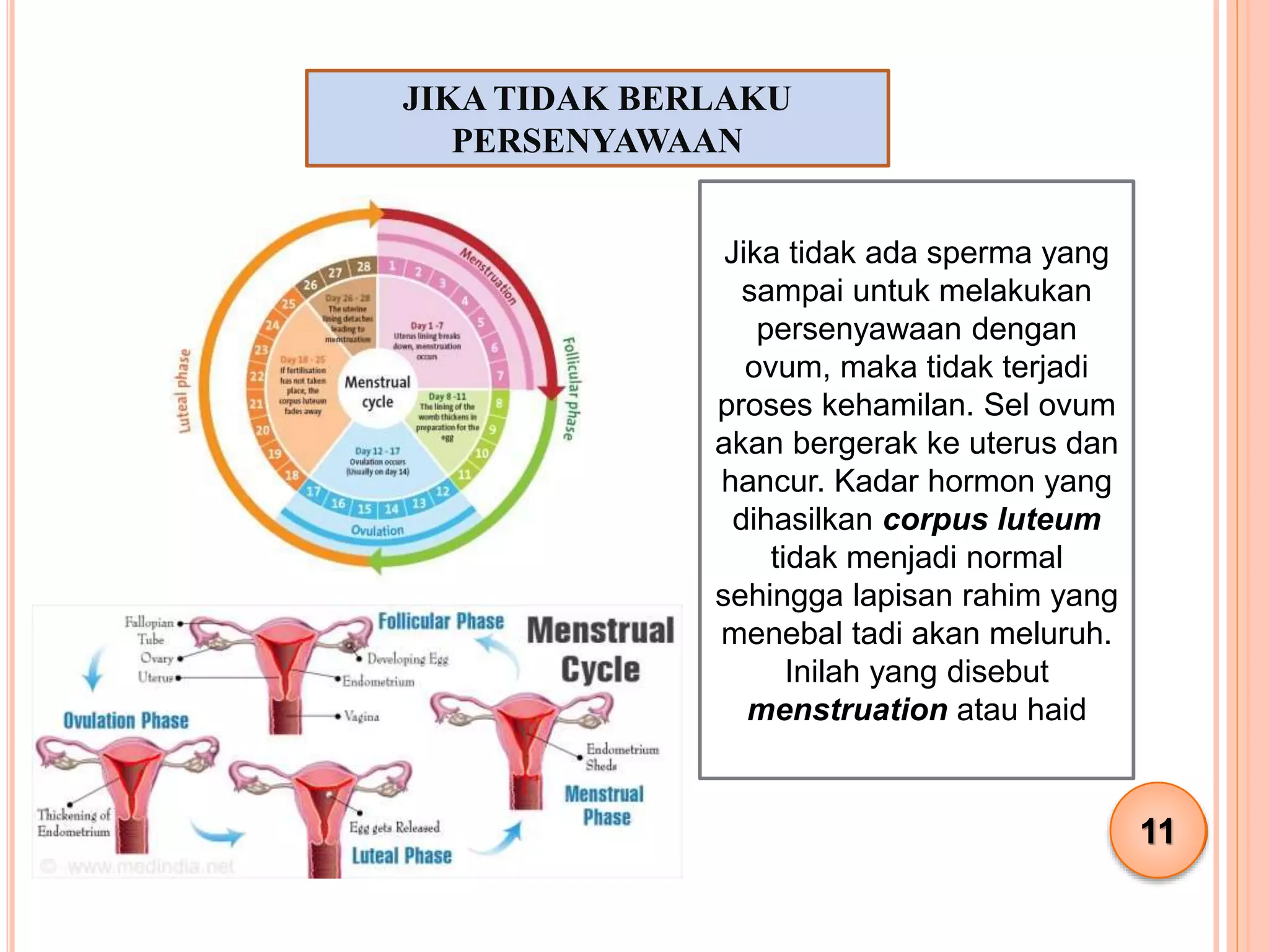 Proses Kehamilan & Perkembangan Janin, Bayi dan Kanak-kanak | PPTX