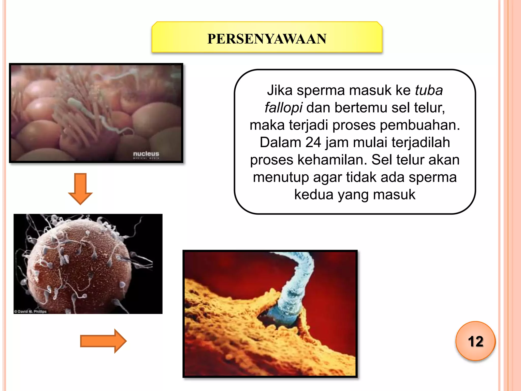 Proses Kehamilan & Perkembangan Janin, Bayi dan Kanak-kanak | PPTX