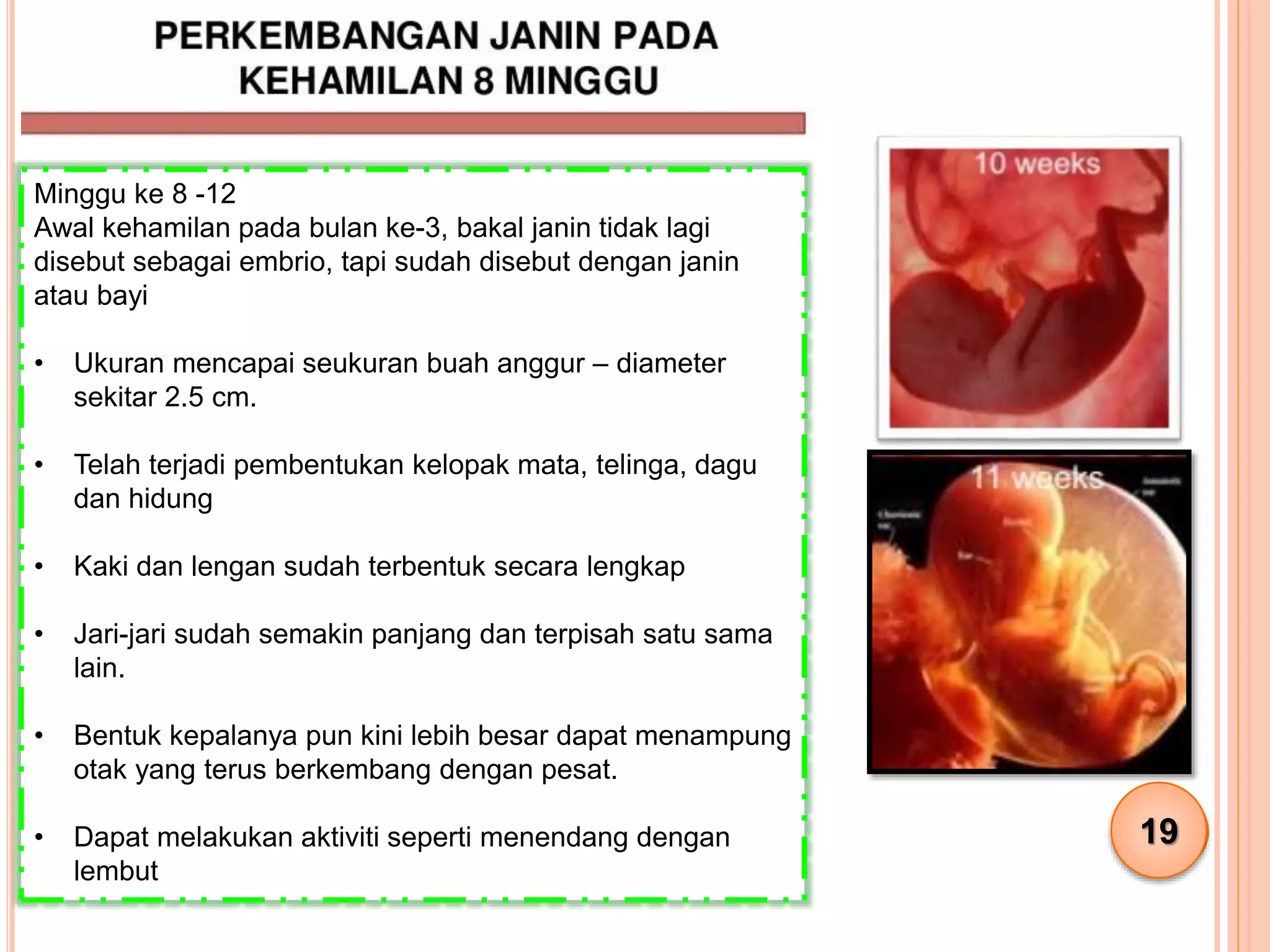 Proses Kehamilan & Perkembangan Janin, Bayi dan Kanak-kanak | PPTX