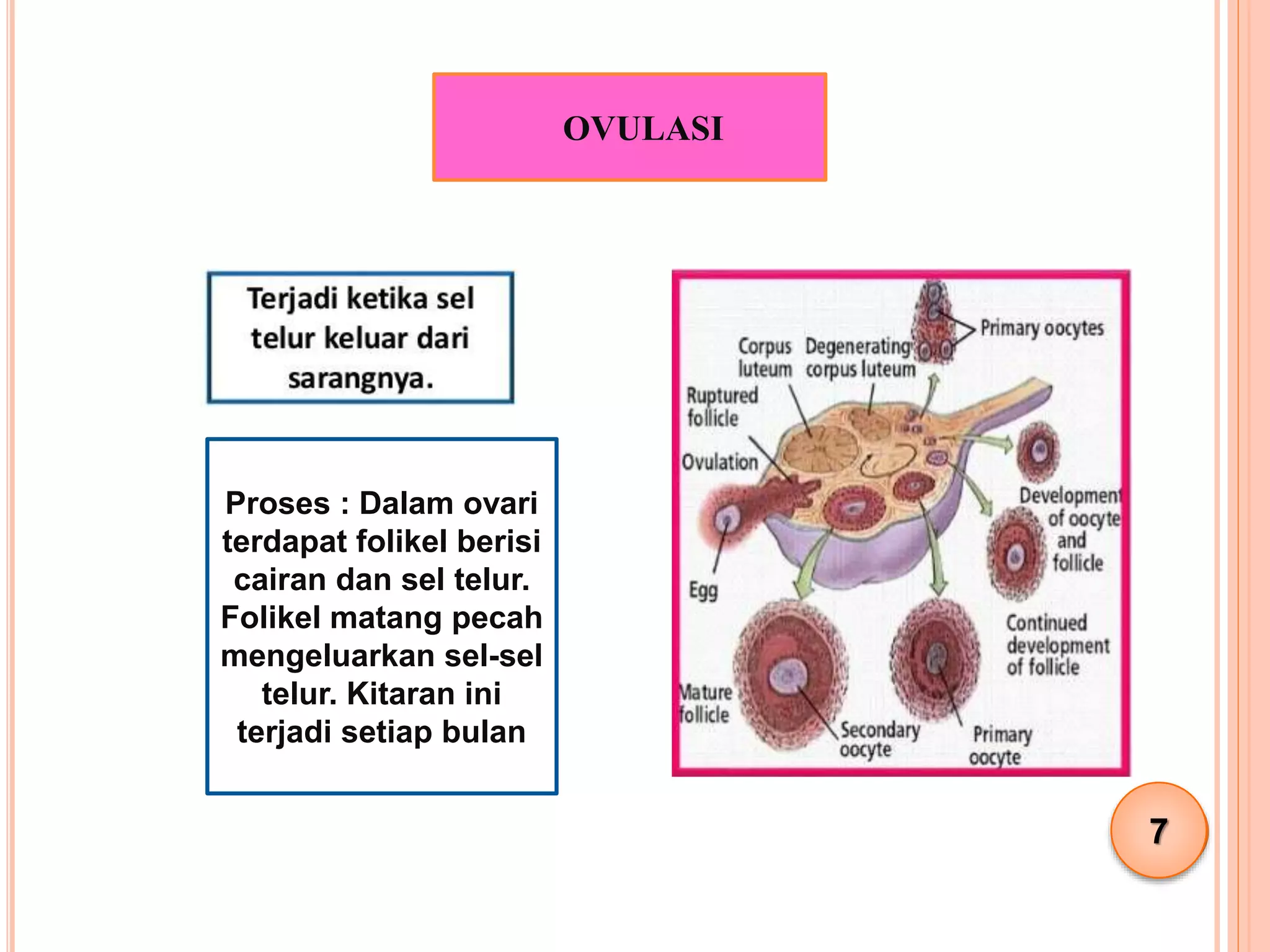 Proses Kehamilan & Perkembangan Janin, Bayi dan Kanak-kanak | PPTX