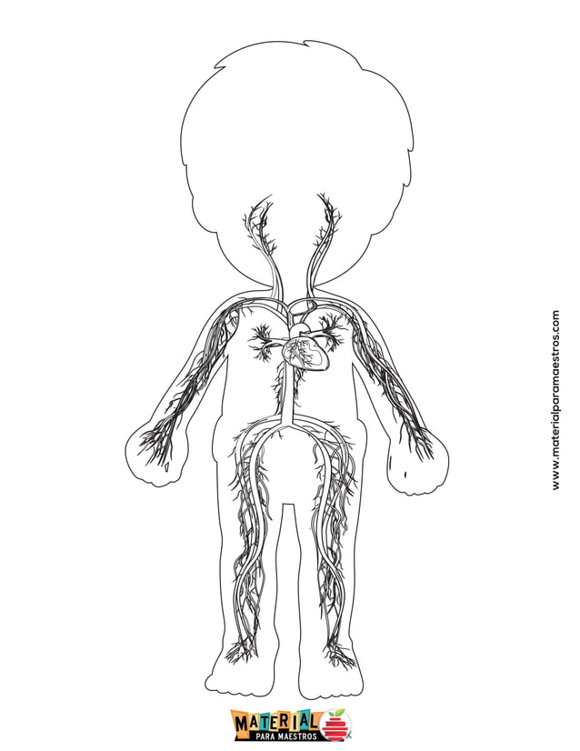 Cuadernillo De Aparatos Y Sistemas Del Cuerpo Humano Pdf