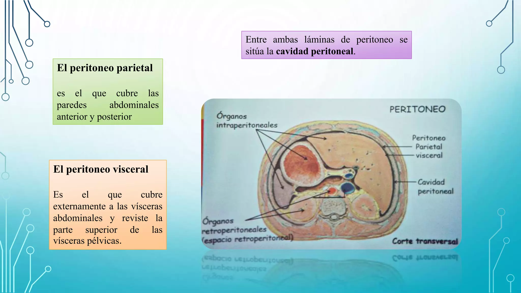 Cuadrantes del abdomen y anatomía del peritoneo | PPT