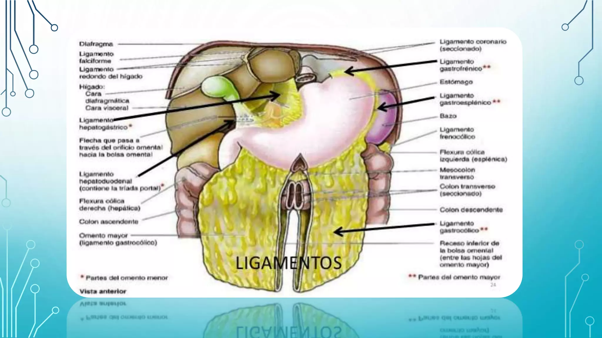 Cuadrantes del abdomen y anatomía del peritoneo | PPT