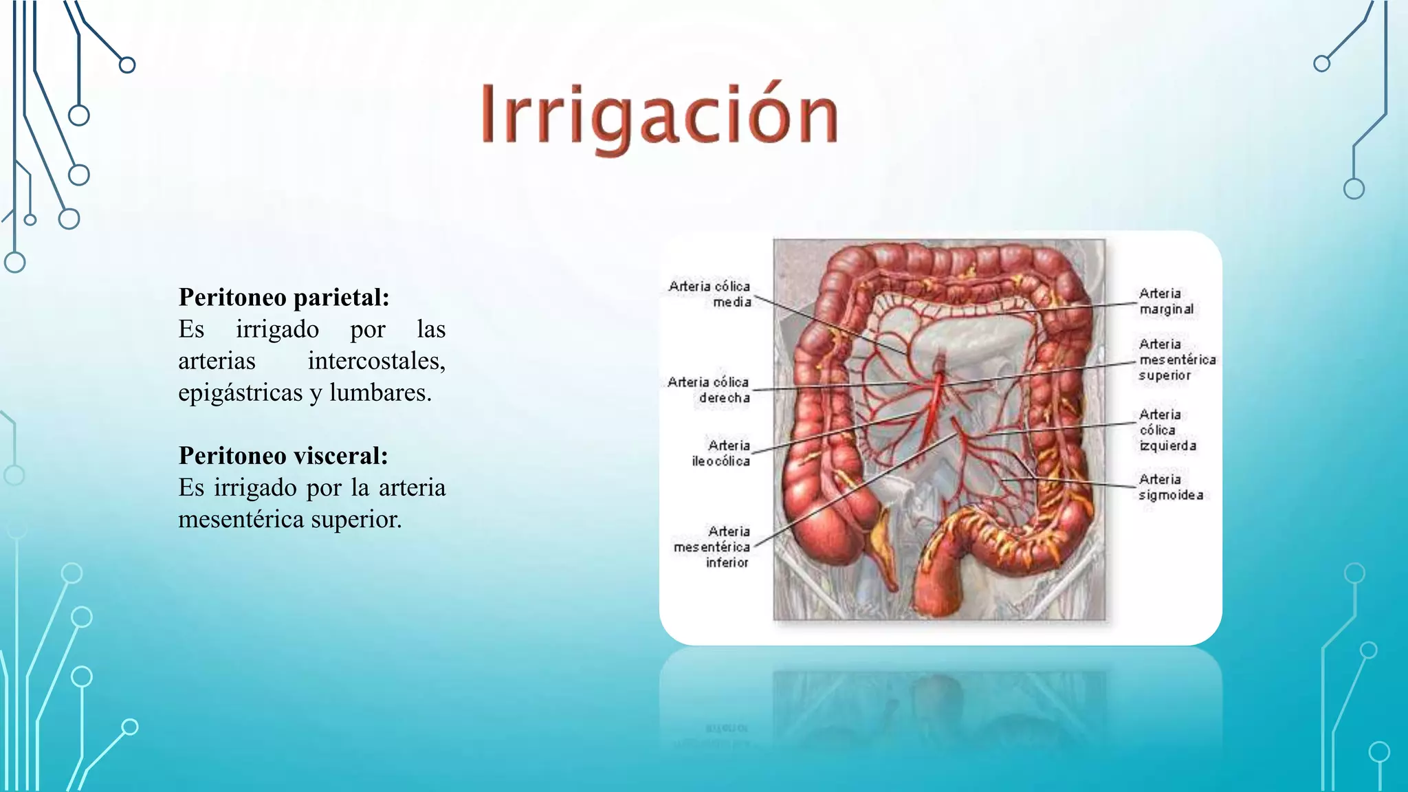 Cuadrantes del abdomen y anatomía del peritoneo | PPT