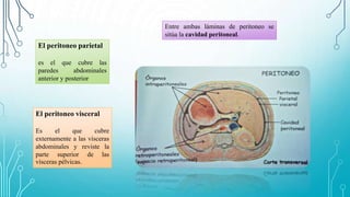 Cuadrantes del abdomen y anatomía del peritoneo | PPTX