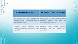 Cuadrantes del abdomen y anatomía del peritoneo | PPTX
