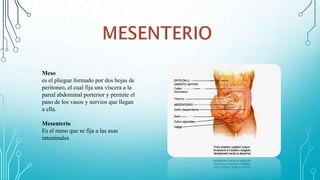 Cuadrantes del abdomen y anatomía del peritoneo | PPTX