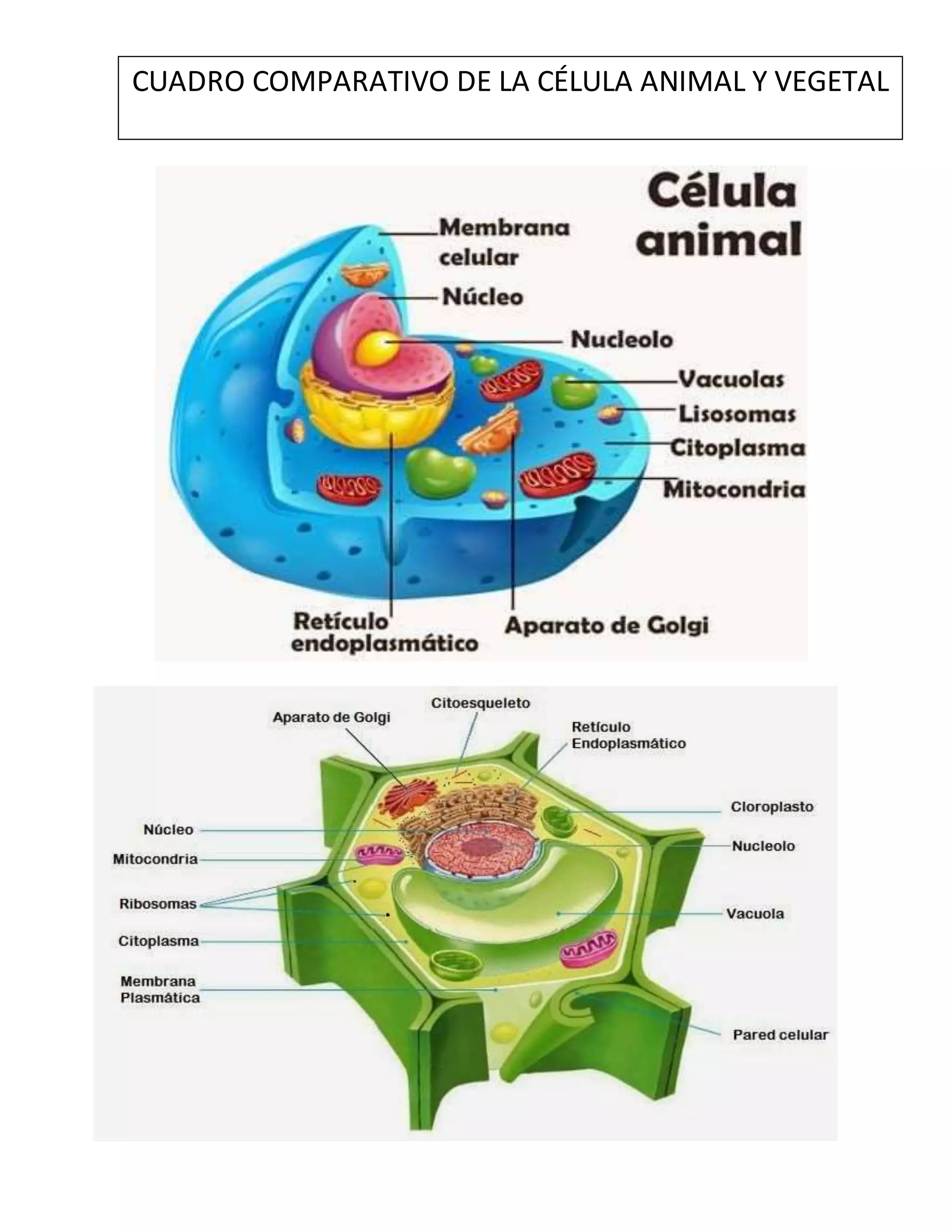 Cuadro comparativo celula_animal_y_vegetal final | PDF