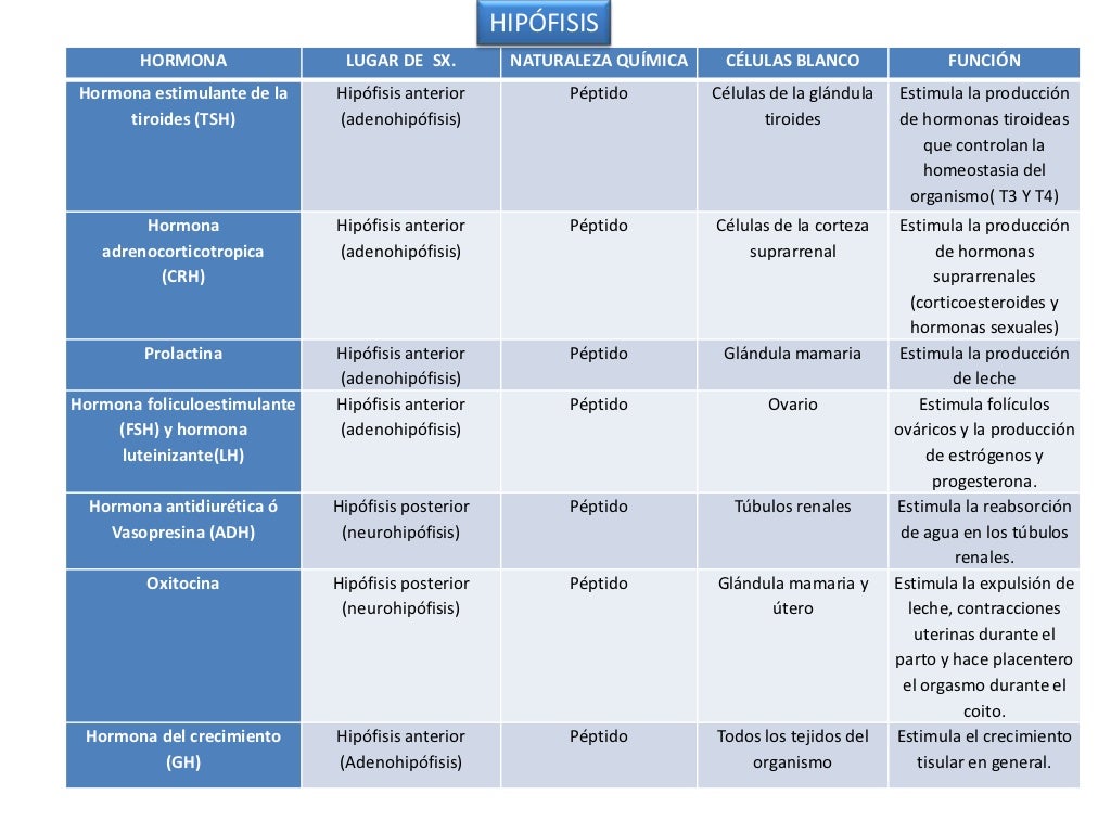 Cuadros Sin Pticos Sobre Las Hormonas Cuadro Comparativo | The Best ... Cuadros Sin Pticos Sobre Las Hormonas Cuadro Comparativo | The Best ...