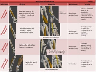 Cuadro del musculos del brazo - completo.pdf