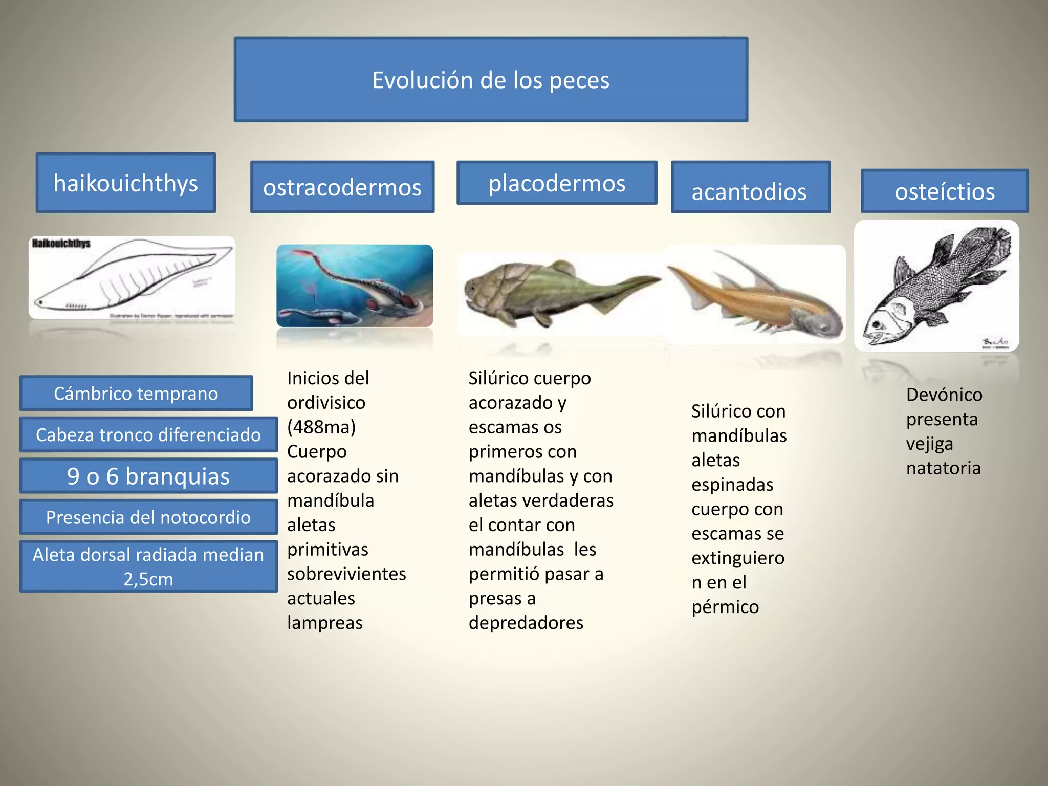 evolución de animales | PPT