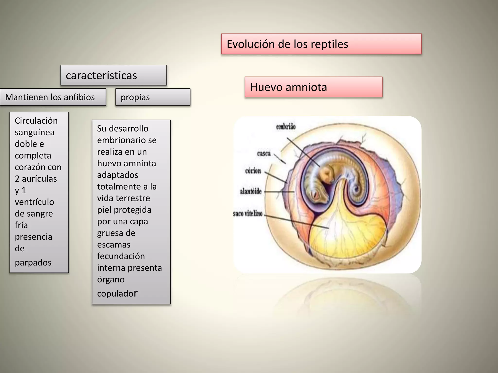 evolución de animales | PPTX