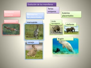 evolución de animales | PPTX